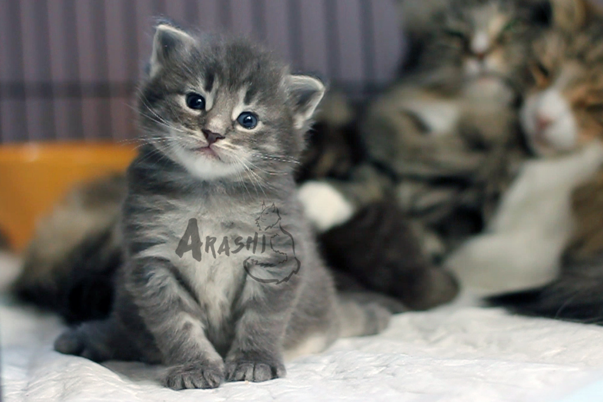 ♂ Arashi Connor - Arashi Norwegian Forest Cats 🐱